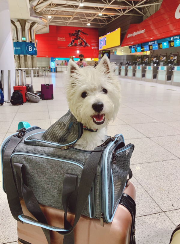 Who is Sami the Westie - Westie Vibes
