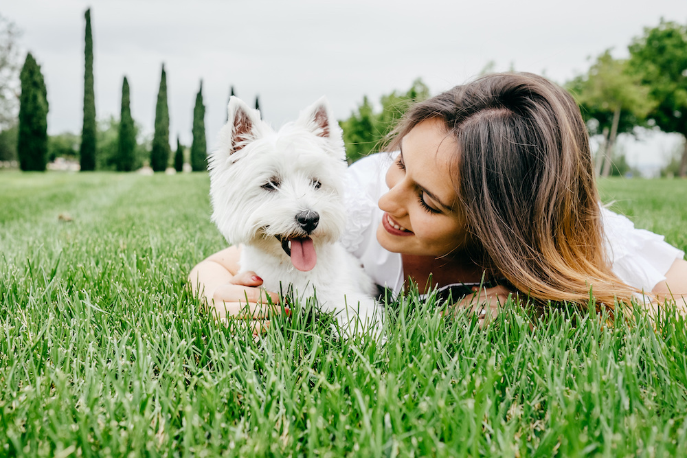 Westie Personality: What You Need to Know Before Owning One
