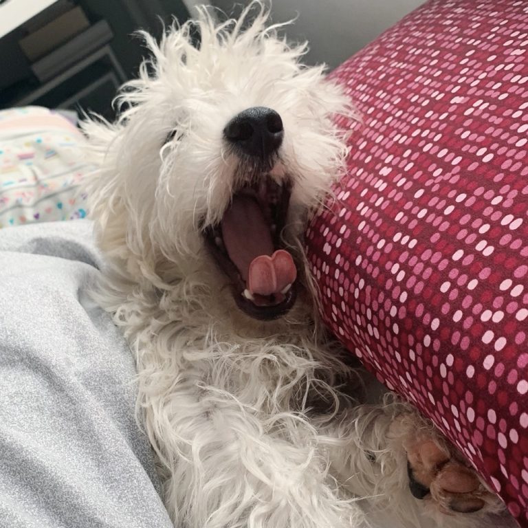 Westies being adorable in 55 photos