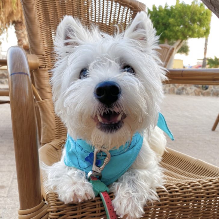 Westies being adorable in 55 photos