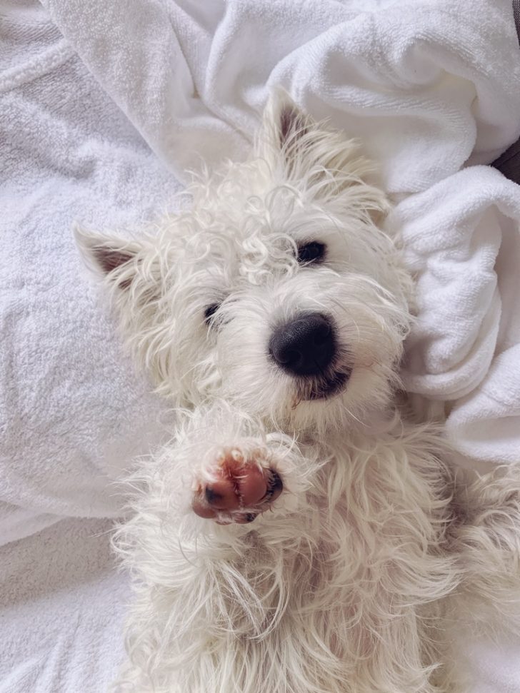 Westies being adorable in 55 photos