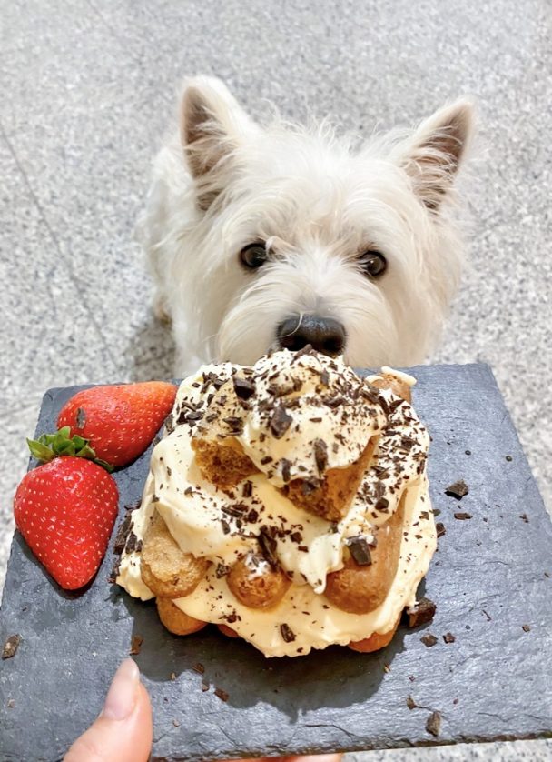 Fun facts that Westie owners love about their dogs